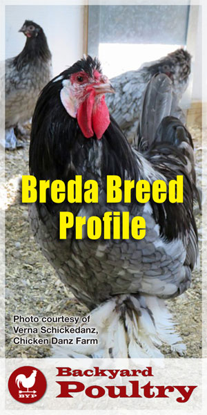 Breed Profile: Breda Chicken - Backyard Poultry